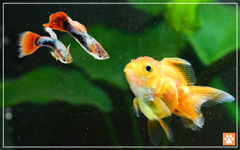 Guppy Fish Size Chart - How Big do Guppies Get? - VIVO Pets