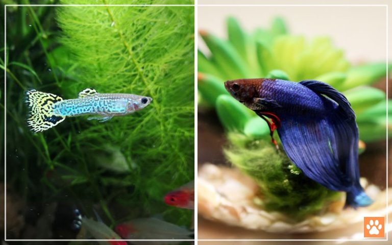 Guppy Fish or Betta Fish - Which is Easier to Keep? - VIVO Pets