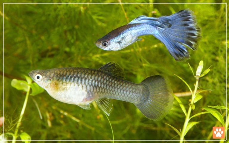 Guppy Fish Size Chart - How Big do Guppies Get? - VIVO Pets