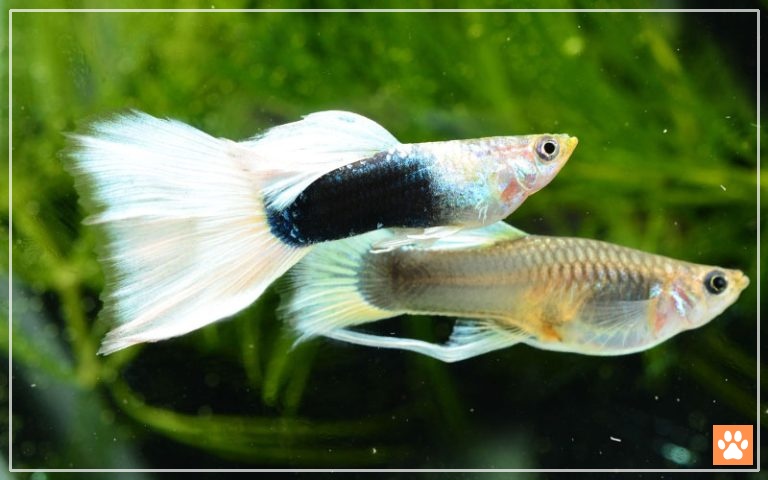 10 Endler Guppy Varieties - Rare & Popular Types - VIVO Pets