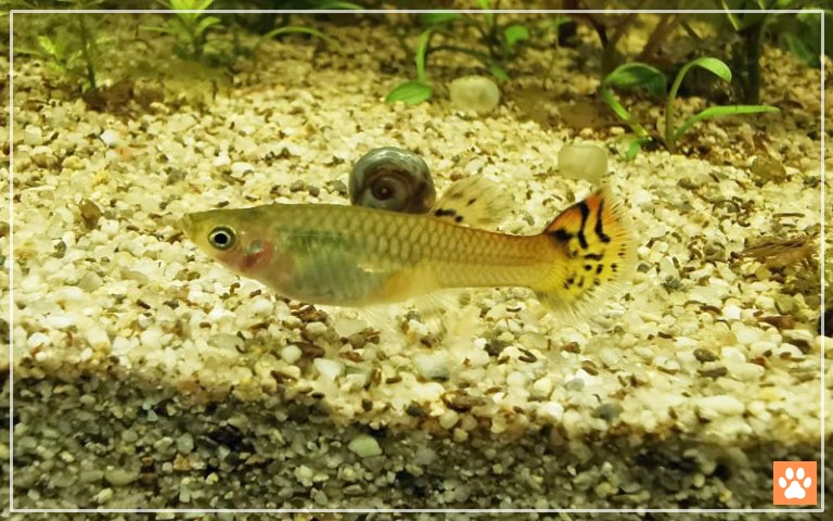 10 Endler Guppy Varieties - Rare & Popular Types - VIVO Pets