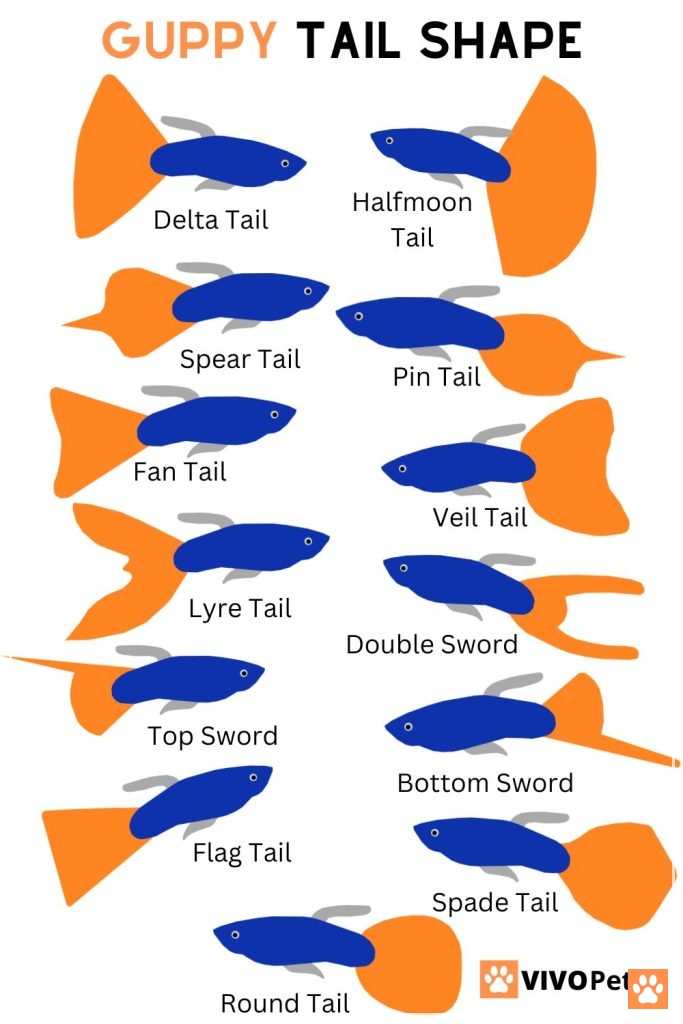 55 Types Of Guppy Fish All Guppy Varieties VIVO Pets