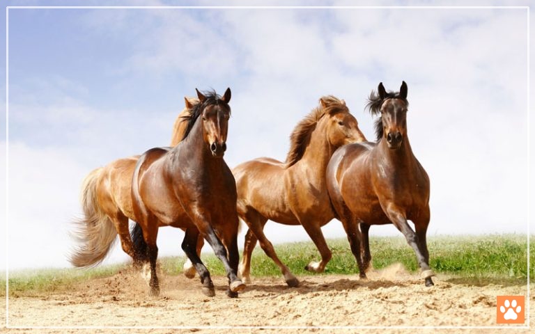 How Fast Can a Horse Run? (With Examples) - VIVO Pets