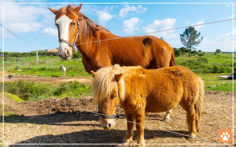 Horse vs Pony - What is the Difference? - VIVO Pets