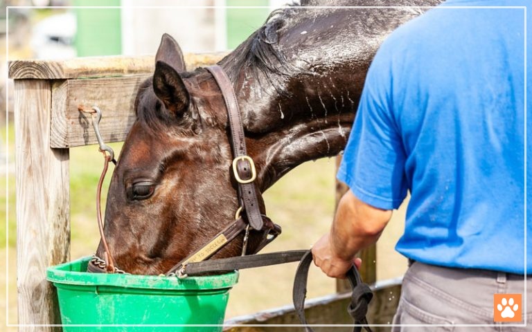 Why is Your Horse Angry? 7 Signs You Should Note - VIVO Pets