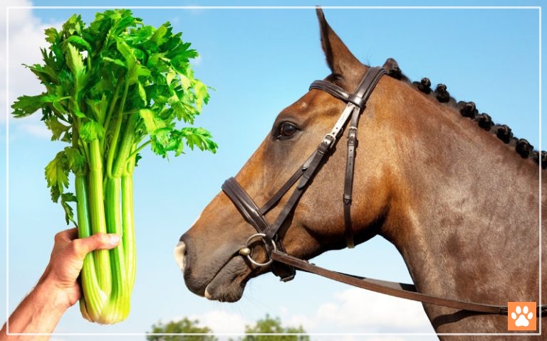 Gaited vs Non-Gaited Horses - What is the Difference? - VIVO Pets