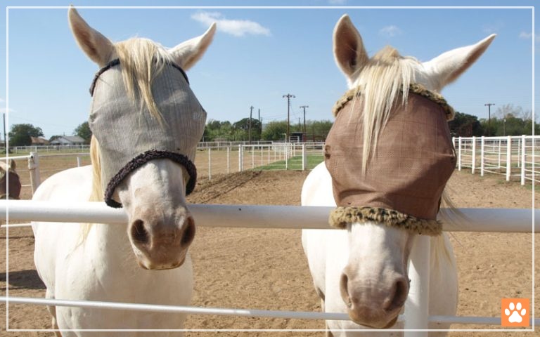 Why Horses Wear Masks? Purposes and Benefits - VIVO Pets