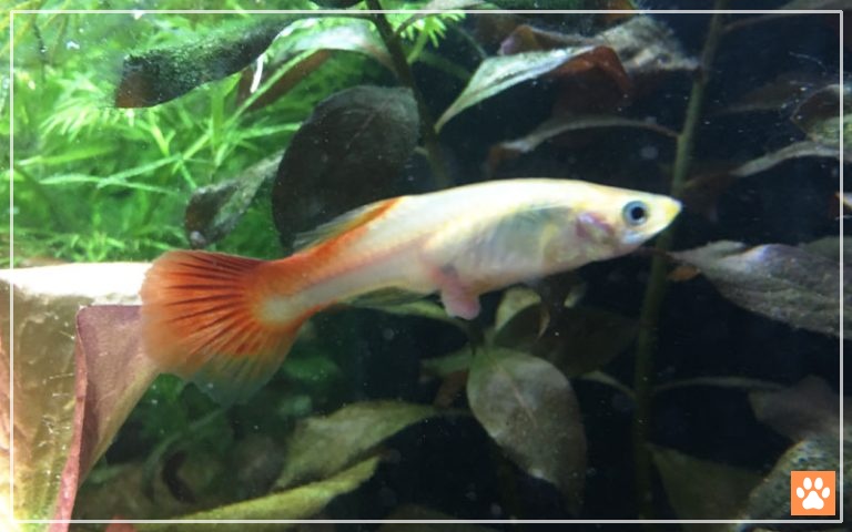 How to Humanely Euthanize Your Guppy Fish? - VIVO Pets