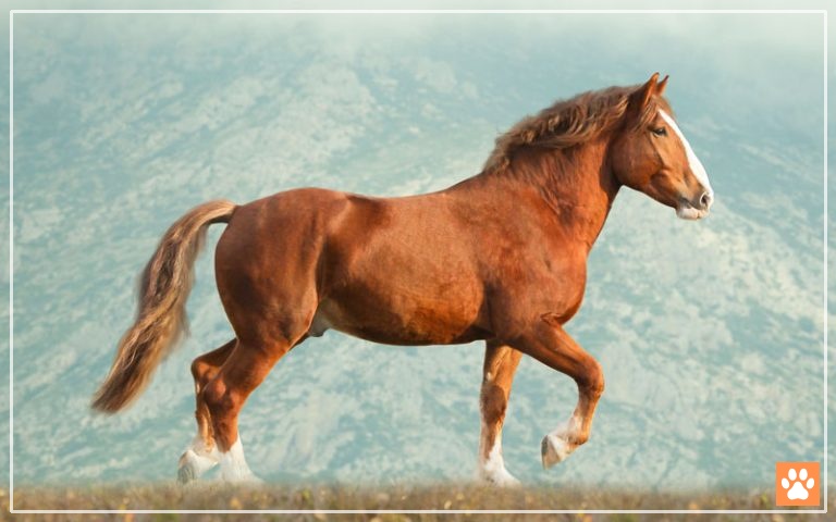 Italian Heavy Draft Horse Breed - Profile, Facts, Photos - VIVO Pets