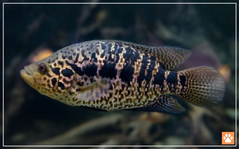 Jaguar Cichlid - Species Profile & Facts - VIVO Pets
