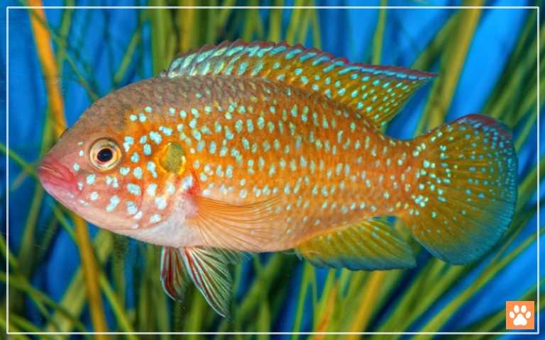 Kribensis Cichlids (Rainbow Kribs) - Species Profile & Facts - VIVO Pets