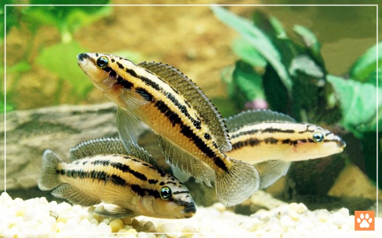6 Best Small Cichlids for 20 Gallon Tank - VIVO Pets