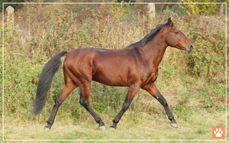 Kabardin Horse Breed – Profile, Facts, Photos - VIVO Pets