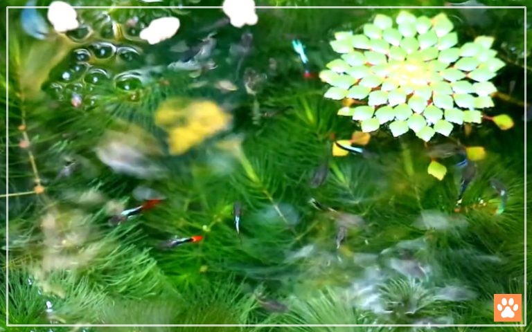 How to Keep Guppies in a Pond Outdoors? - VIVO Pets