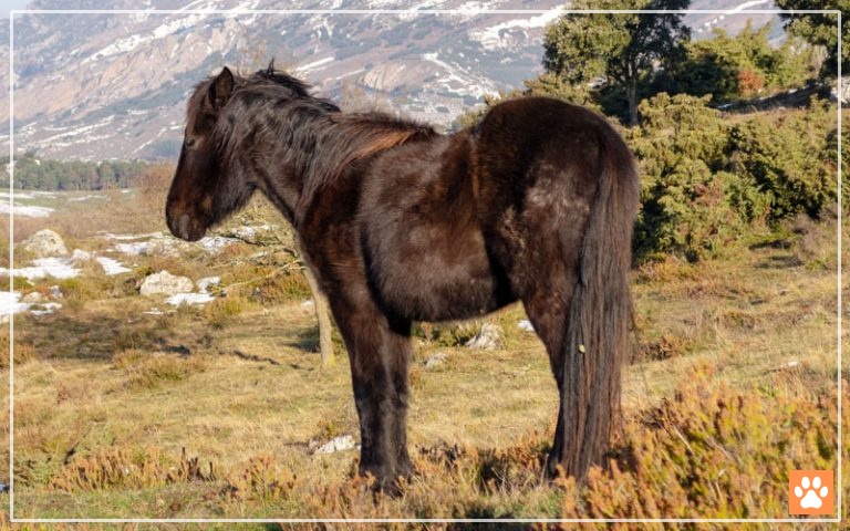 Spanish Mustang Horse Breed - Profile, Facts, Photos - VIVO Pets