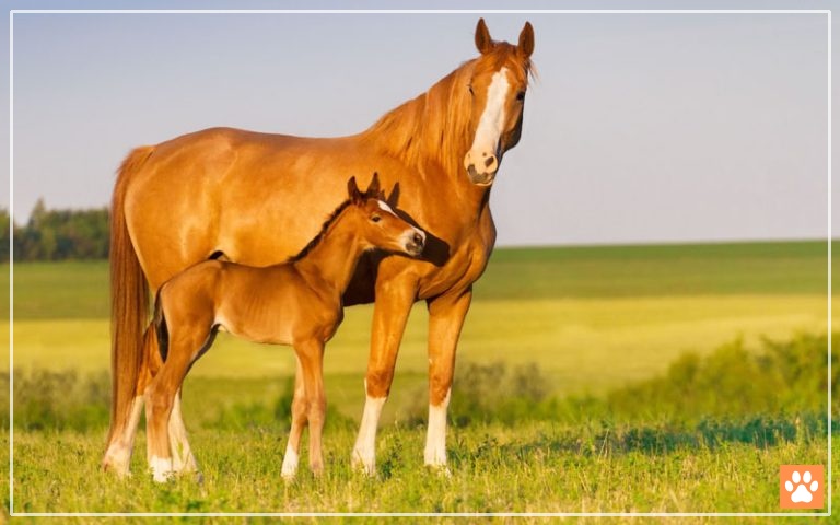 Do Horses Have Udders? Surprising Facts - VIVO Pets