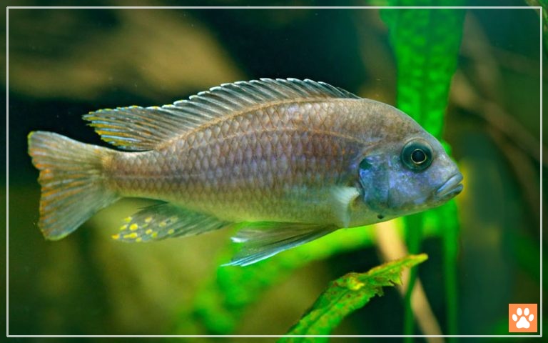 African Cichlid Size & Growth Chart - VIVO Pets