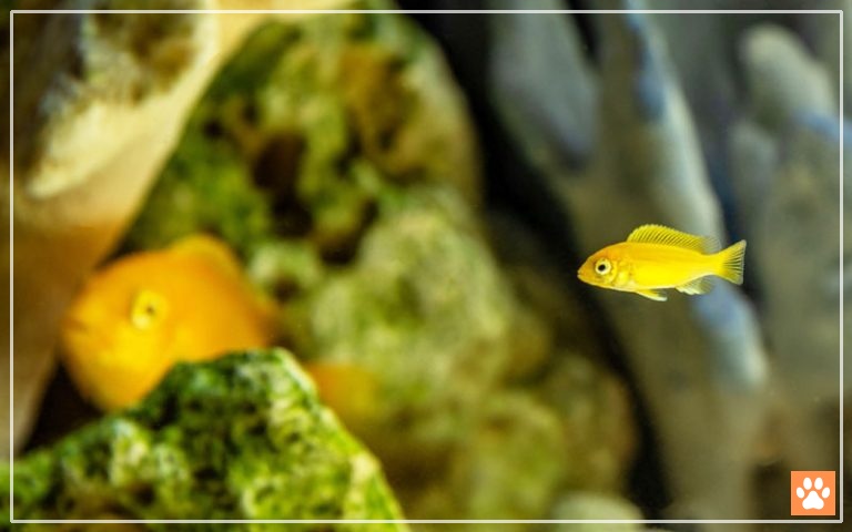 15 Amazing Mbuna Cichlid Types - VIVO Pets