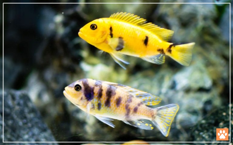 15 Amazing Mbuna Cichlid Types - VIVO Pets