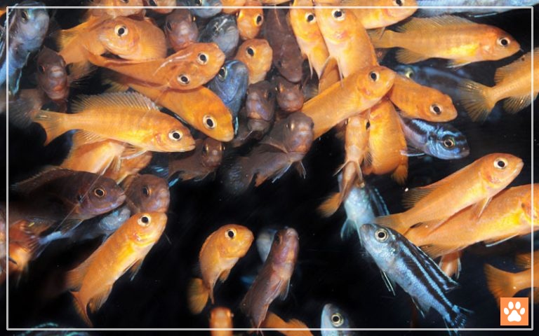 15 Amazing Mbuna Cichlid Types - VIVO Pets