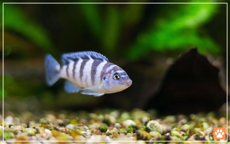 Mbuna Cichlids Growth & Size Chart - VIVO Pets