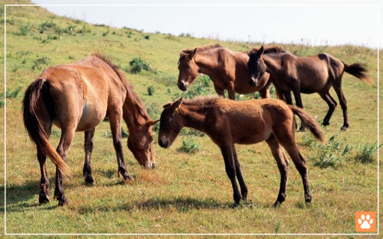 Misaki Horse Breed – Profile, Facts, Photos - VIVO Pets