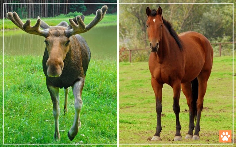 Moose vs Horse - Full Comparison - VIVO Pets