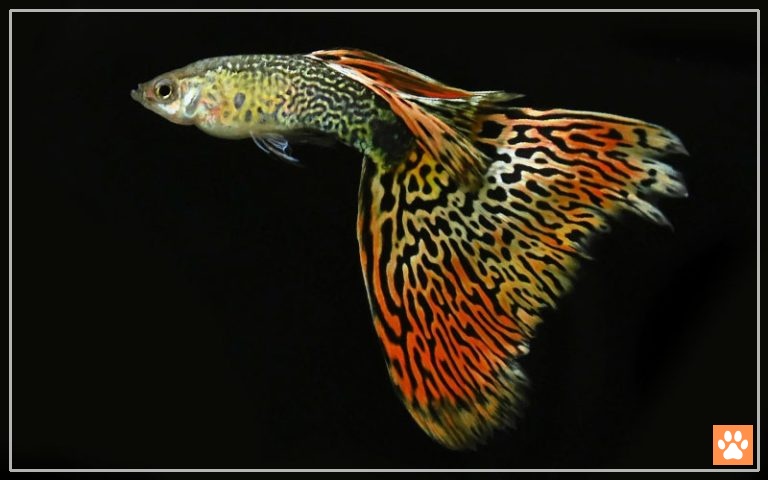 55 Types of Guppy Fish - All Guppy Varieties - VIVO Pets