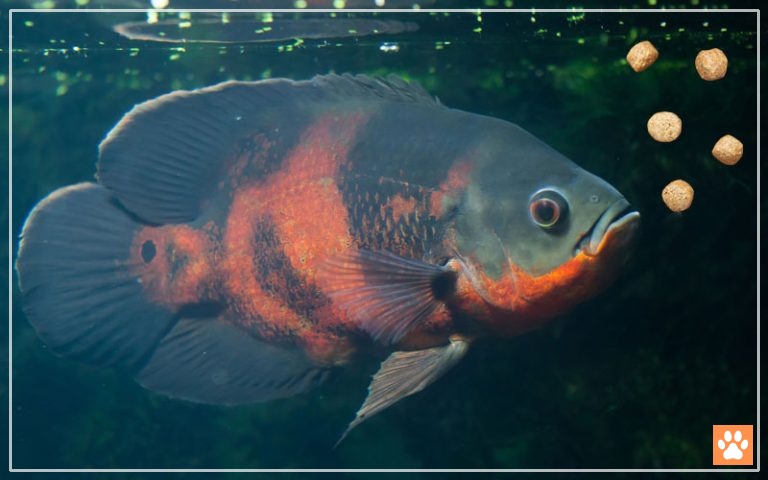 What do Oscar Fish Eat? - VIVO Pets