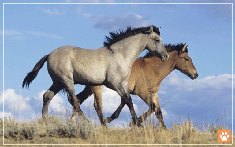 Spanish Mustang Horse Breed - Profile, Facts, Photos - VIVO Pets