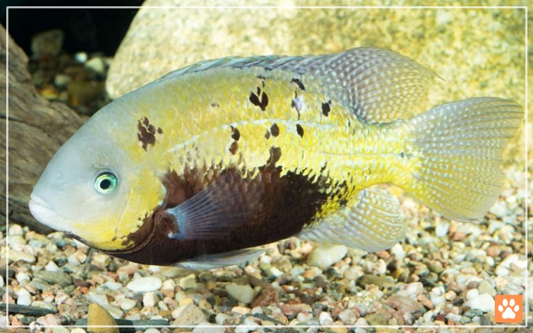 What pH Range for South American Cichlids? - VIVO Pets