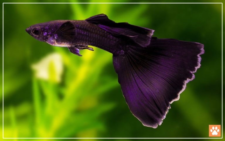 10 Endler Guppy Varieties - Rare & Popular Types - VIVO Pets