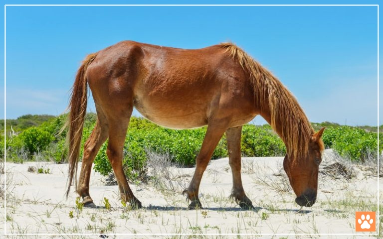 Spanish Mustang Horse Breed - Profile, Facts, Photos - VIVO Pets