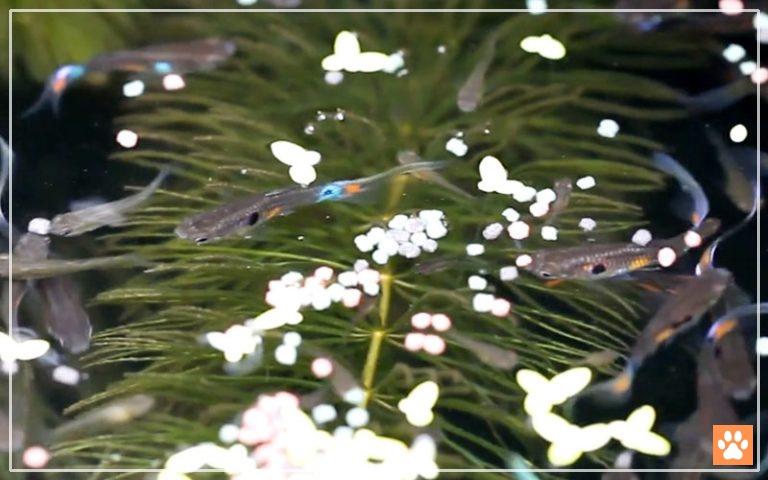 Guppy Fish Feeding Guide - How to Feed Your Guppies? - VIVO Pets