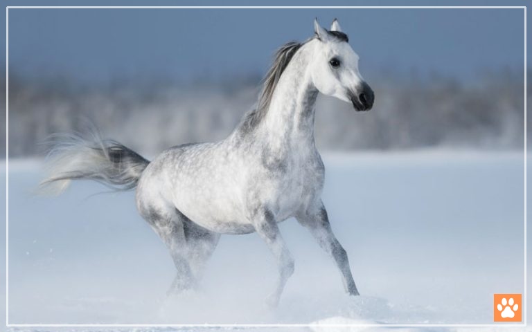 Tersk Horse Breed – Profile, Facts, Photos - VIVO Pets