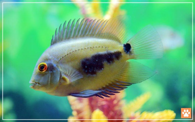 Cichlids Size & Growth Chart - VIVO Pets