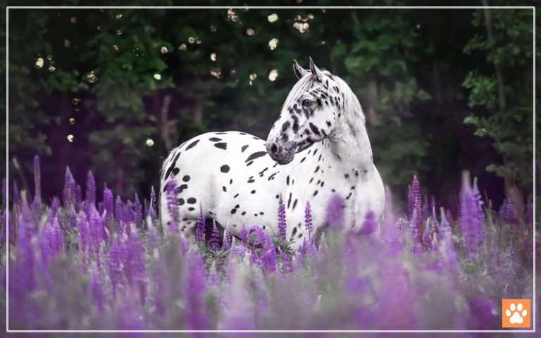 Noriker Horse Breed – Profile, Facts, Photos - VIVO Pets