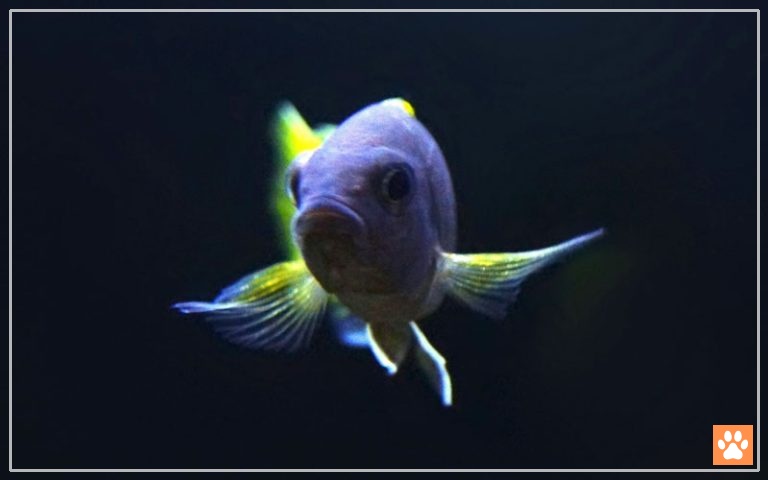 10 Most Colorful African Cichlids - VIVO Pets